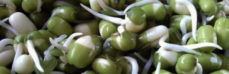 All About Sprouts: Best Seed Sprouters & Growing Your Own - Better ...